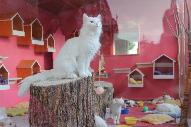 凡城的猫和凡猫别墅 - Van Kedisi ve Van Kedi Villası - 土耳其